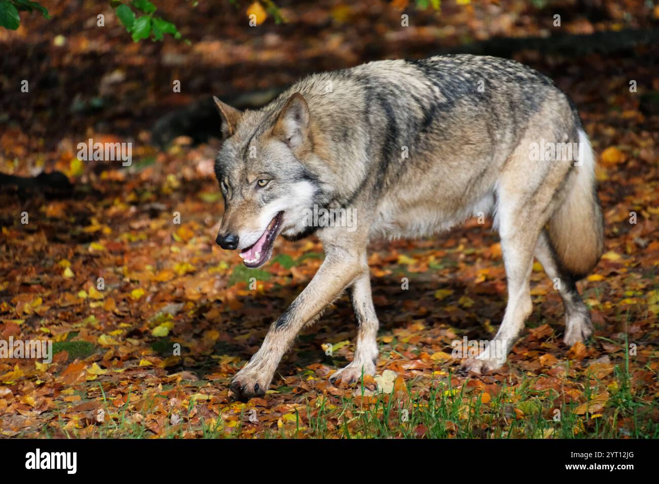 Wolf-Europaeischer Grauwolf in Deutschland in Aktion. Wolf-Grauwolf ...