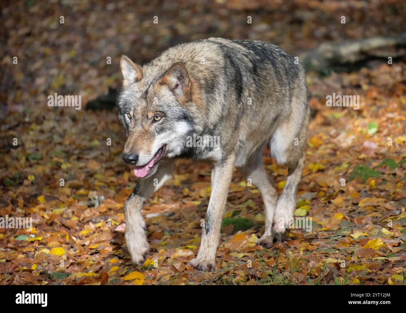 Wolf-Europaeischer Grauwolf in Deutschland in Aktion. Wolf-Grauwolf ...