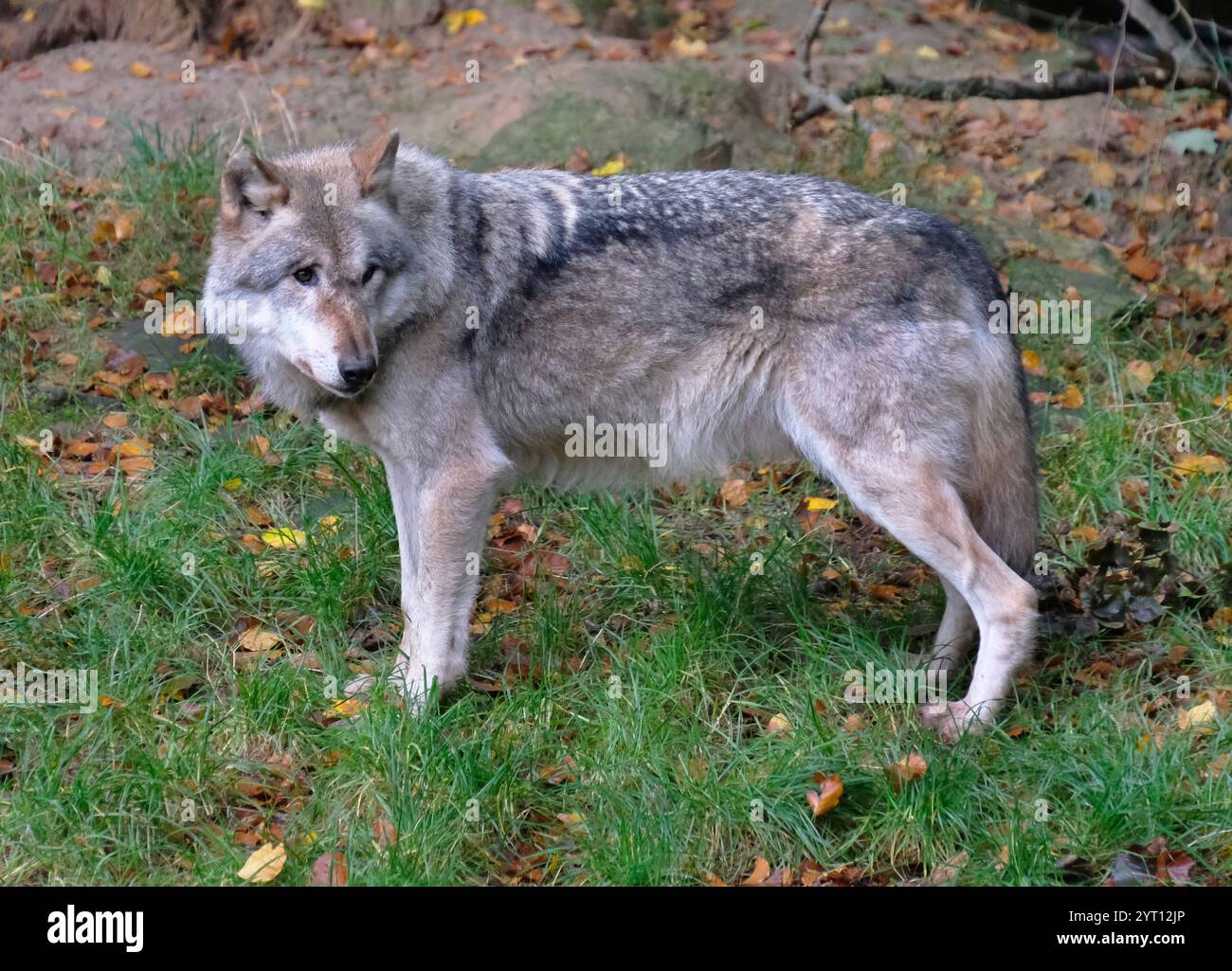 Wolf-Europaeischer Grauwolf in Deutschland in Aktion. Wolf-Grauwolf ...