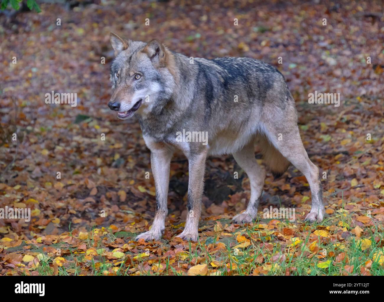 Wolf-Europaeischer Grauwolf in Deutschland in Aktion. Wolf-Grauwolf ...