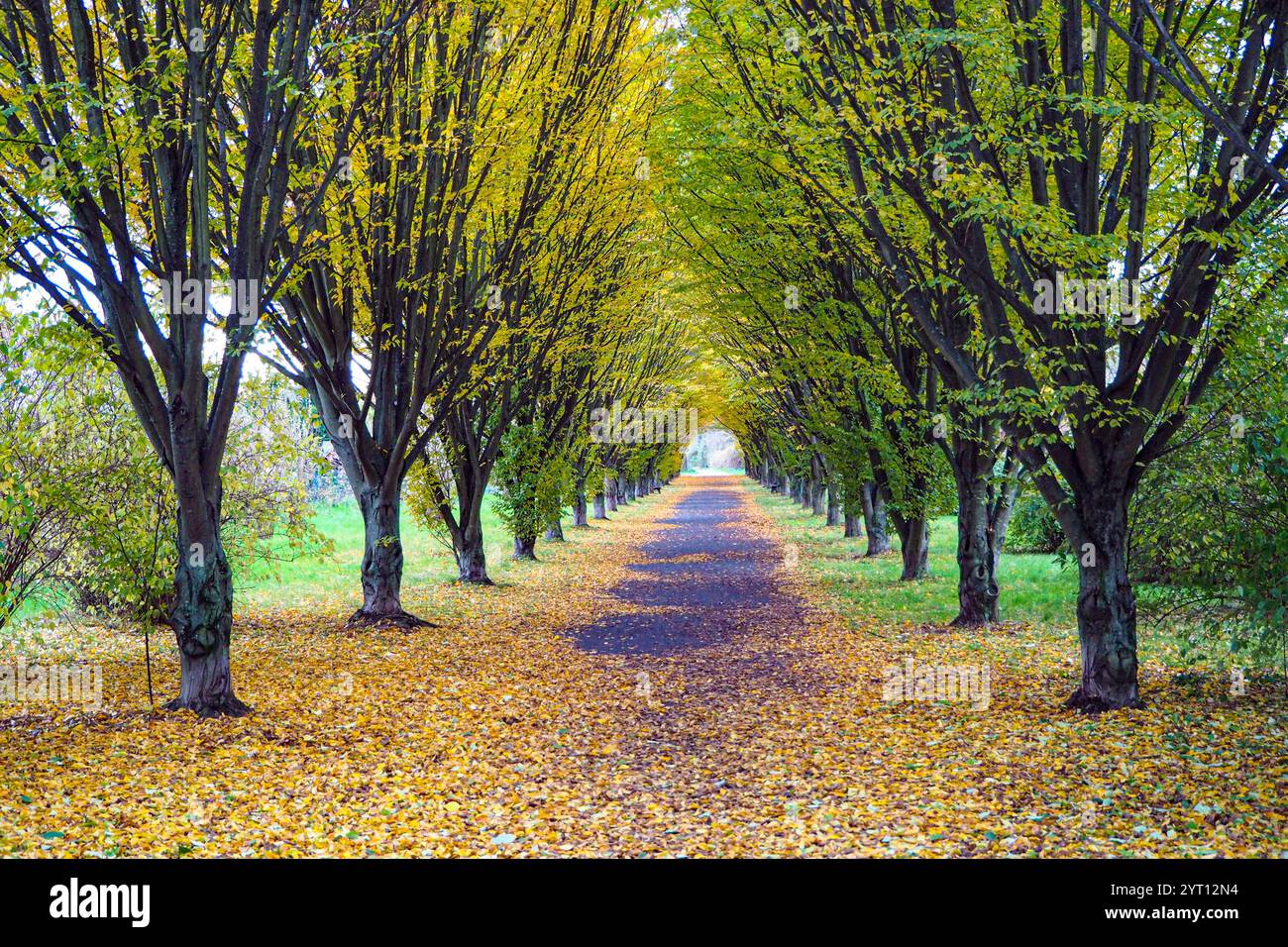 Autumn mood of a lonely park path without people Stock Photo - Alamy