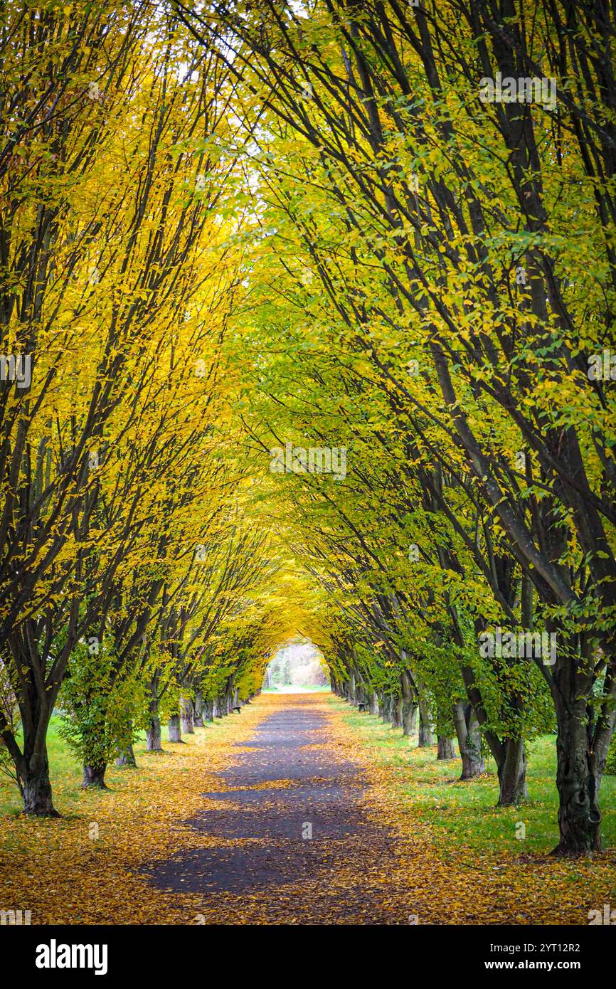 Autumn mood of a lonely park path without people Stock Photo - Alamy