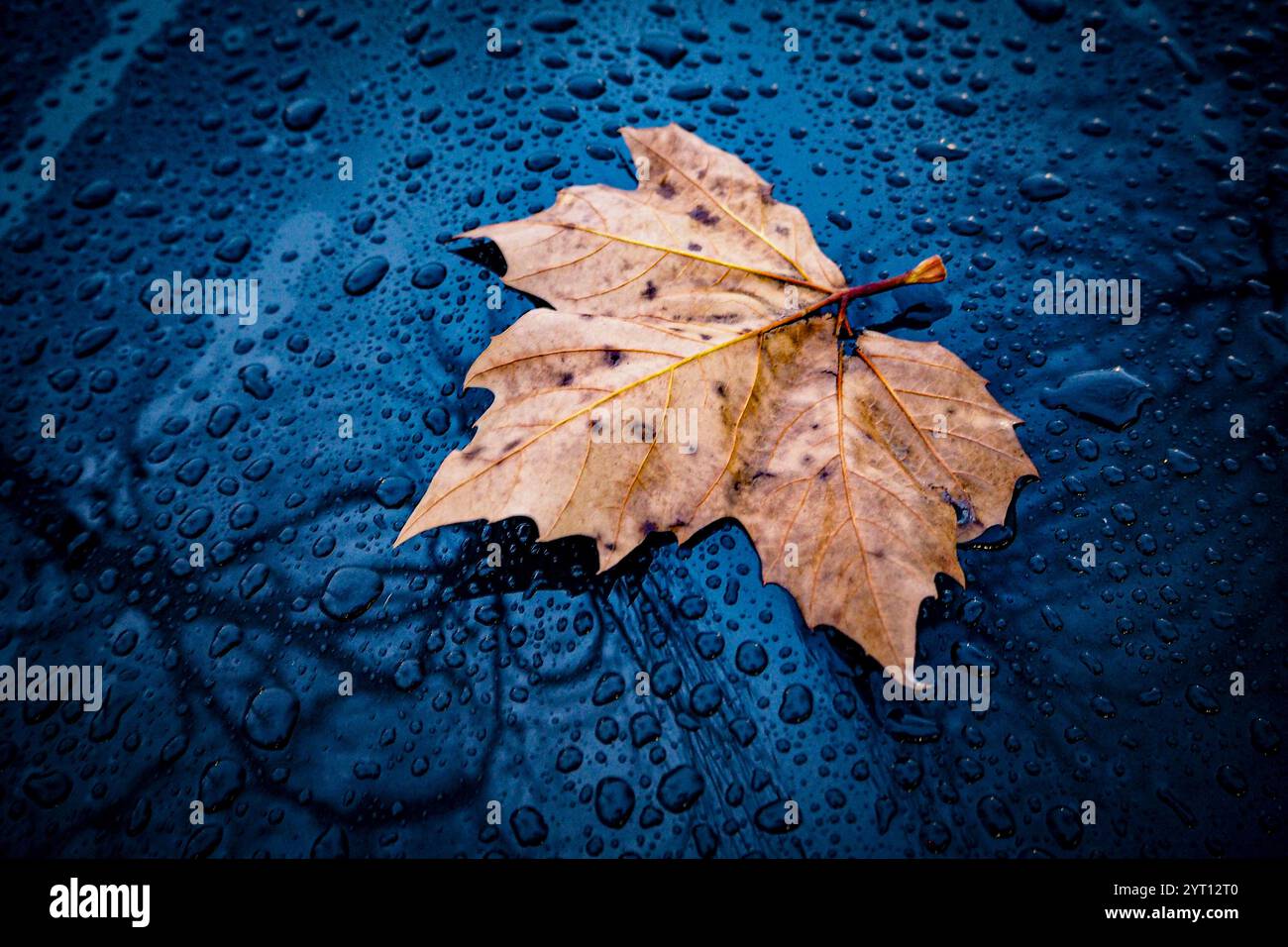 Water drops on car bonnet hi-res stock photography and images - Alamy