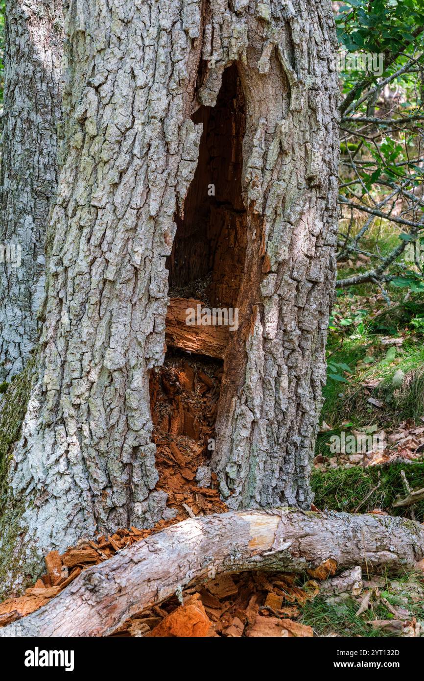 Hollowed and rotten tree in Hallarumsviken nature reserve near ...
