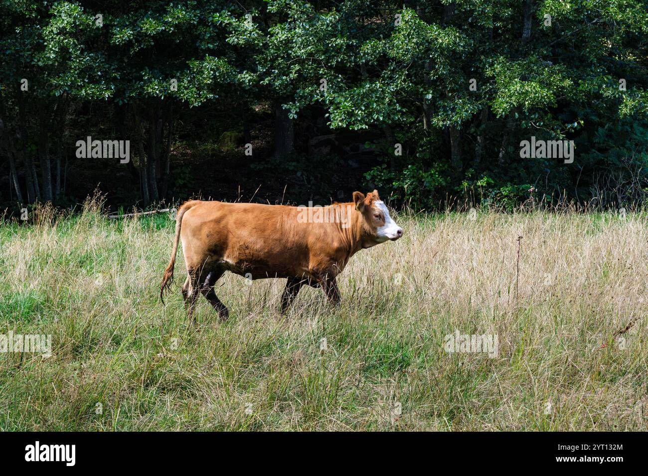 Grazing cows in Hallarumsviken nature reserve near Karlskrona, Blekinge ...