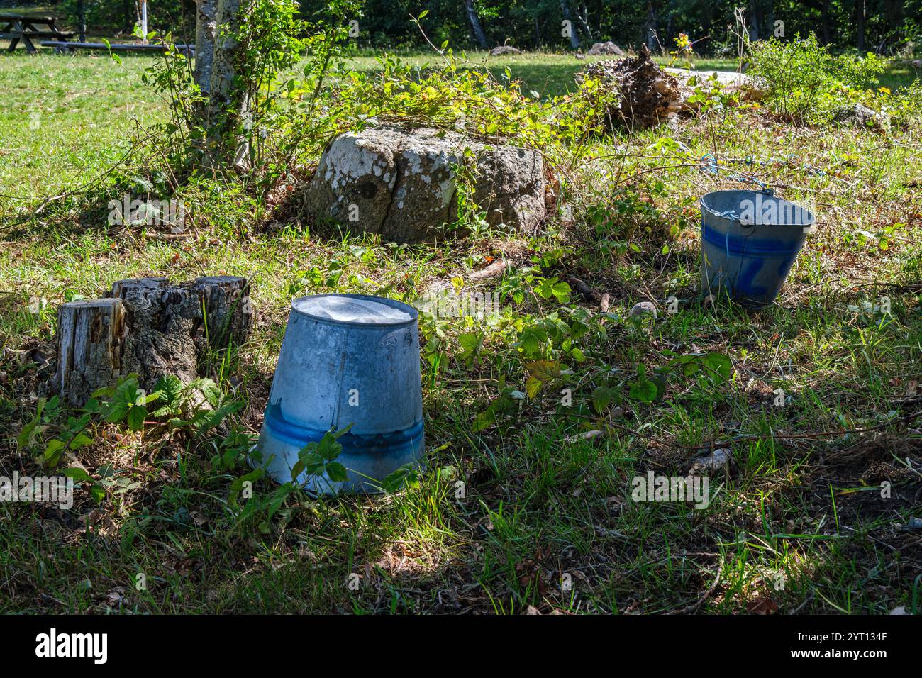 Water bucket for watering grazing animals in Hallarumsviken nature ...