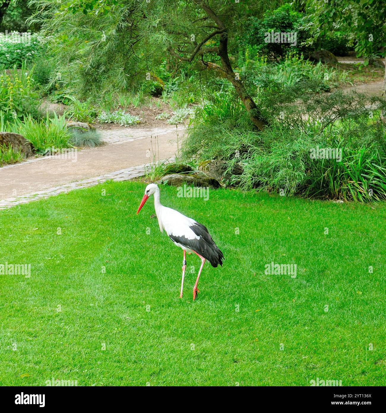 Stork in the city garden. The concept is the protection of wildlife ...