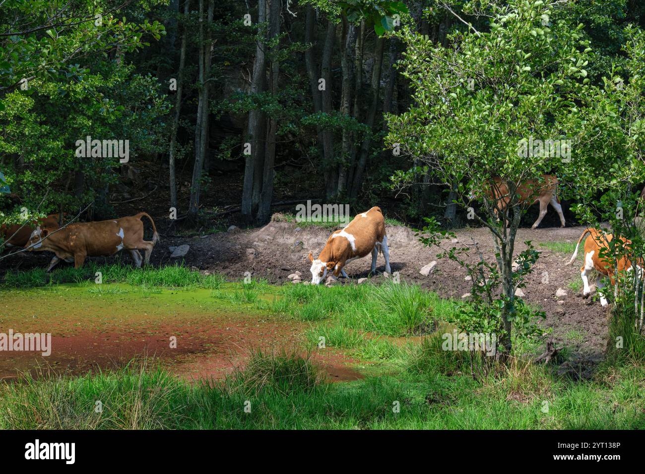 Grazing cows drinking water from a pool in Hallarumsviken nature ...