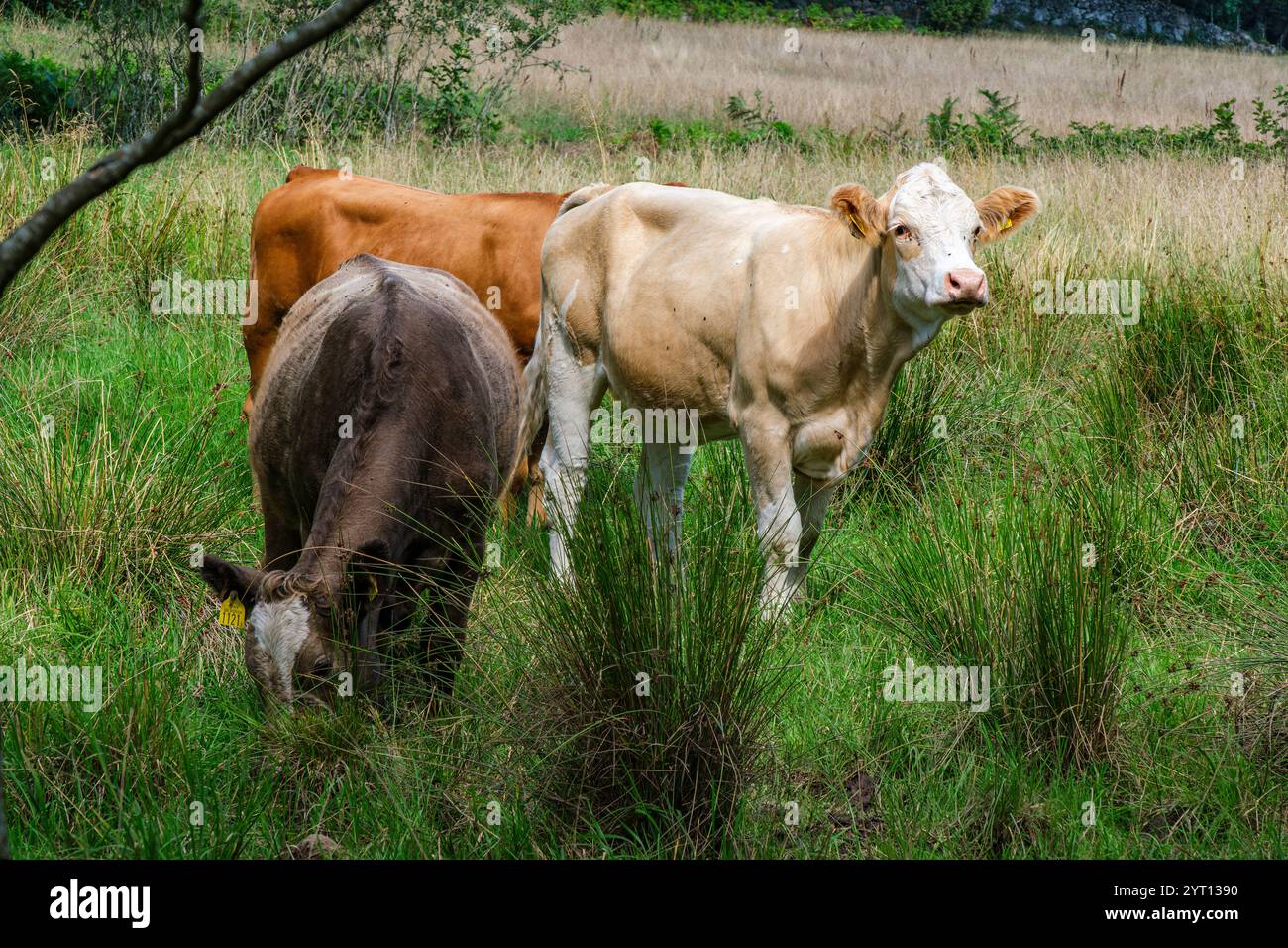 Grazing cows in Hallarumsviken nature reserve near Karlskrona, Blekinge ...