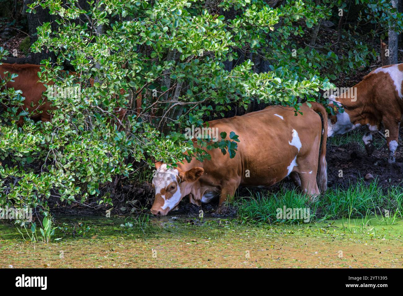 Grazing cows drinking water from a pool in Hallarumsviken nature ...