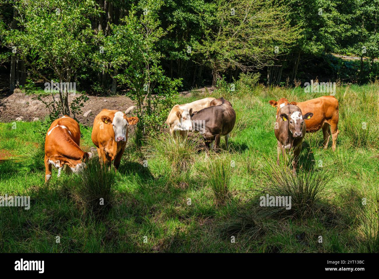 Grazing cows in Hallarumsviken nature reserve near Karlskrona, Blekinge ...
