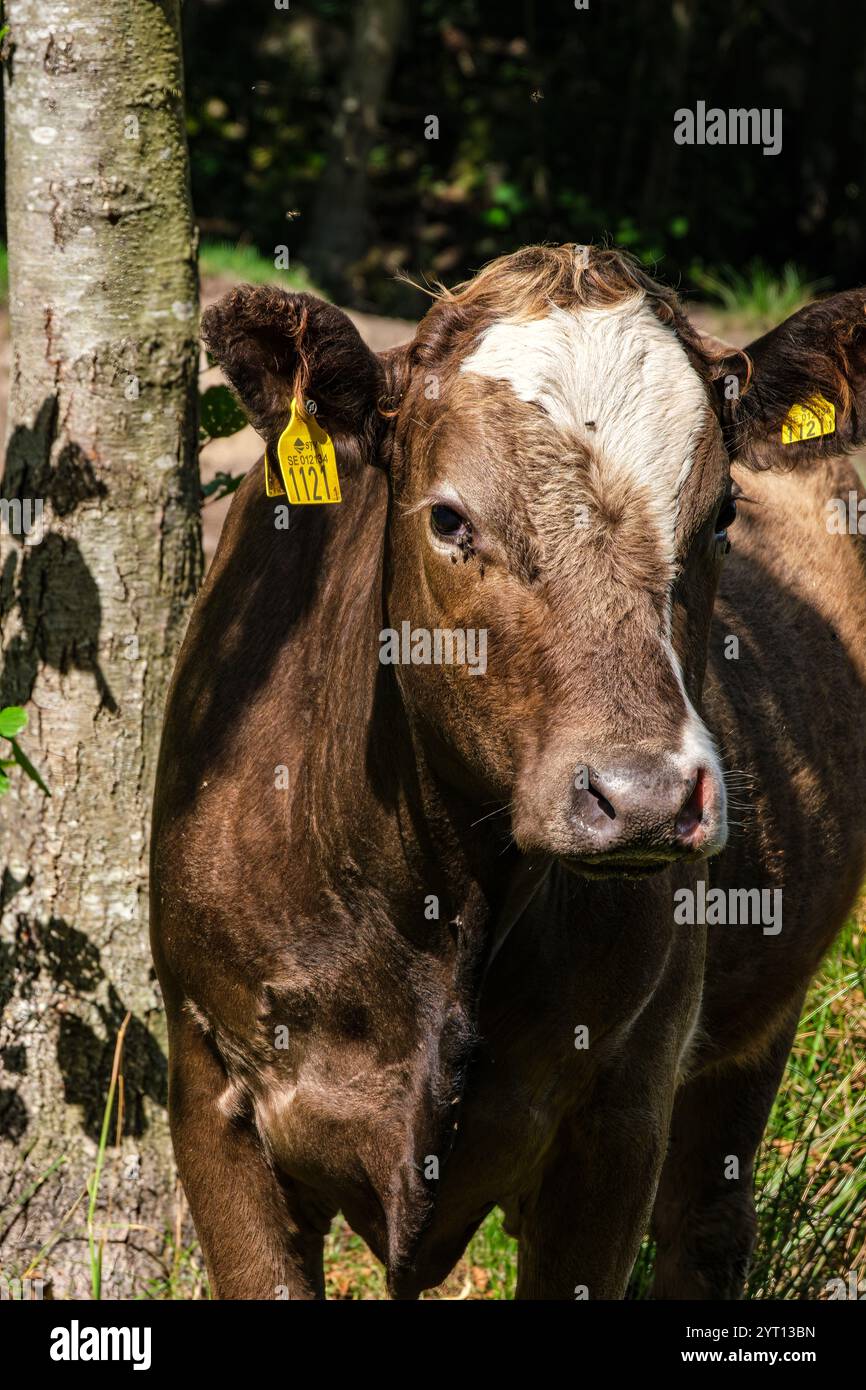 Grazing cows in Hallarumsviken nature reserve near Karlskrona, Blekinge ...