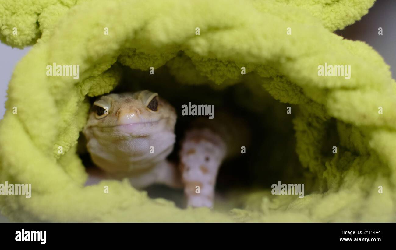 A close-up of a leopard gecko nestled inside a green fabric hideaway ...