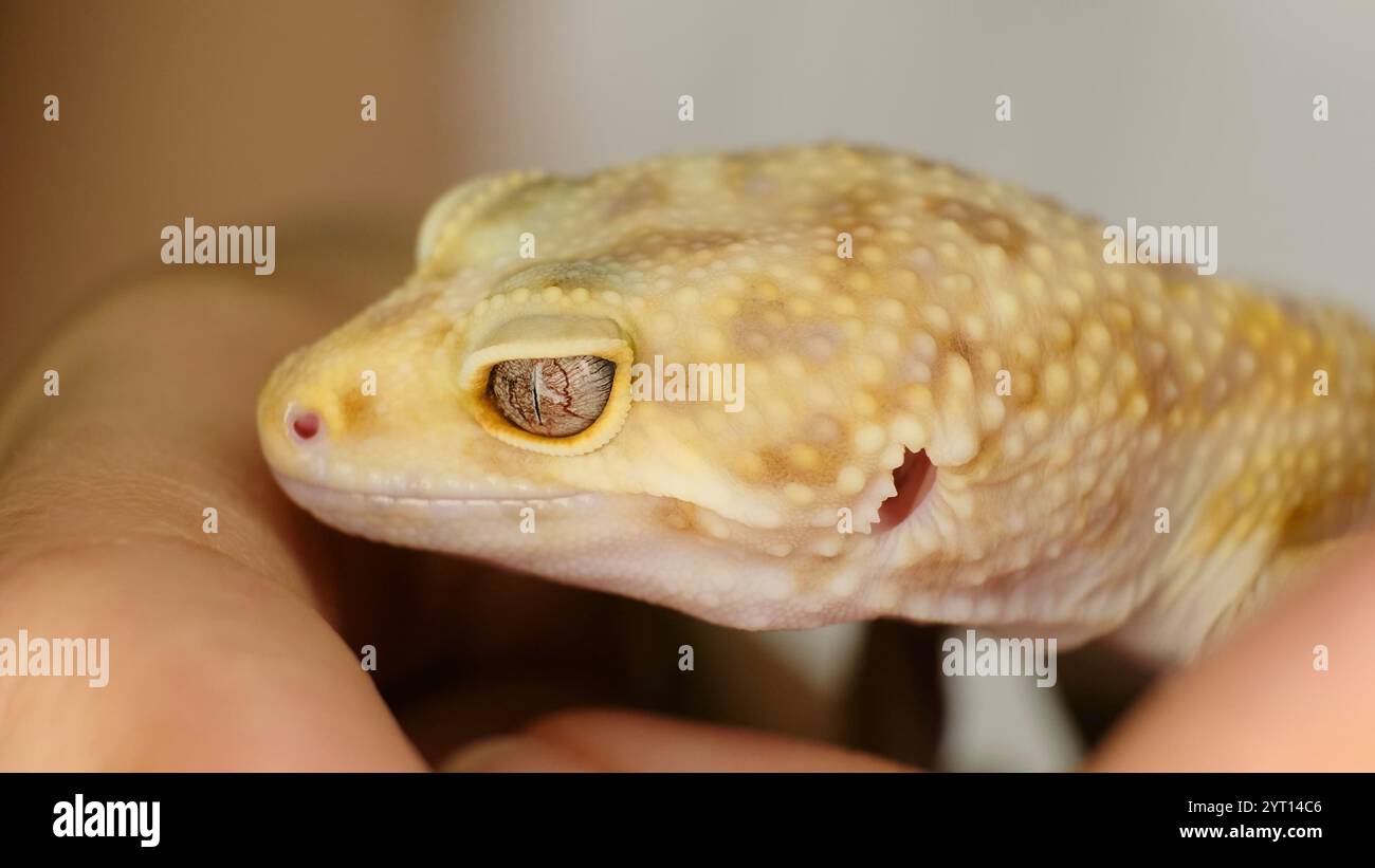 The textured scales and vibrant eye of a leopard gecko are captured in ...