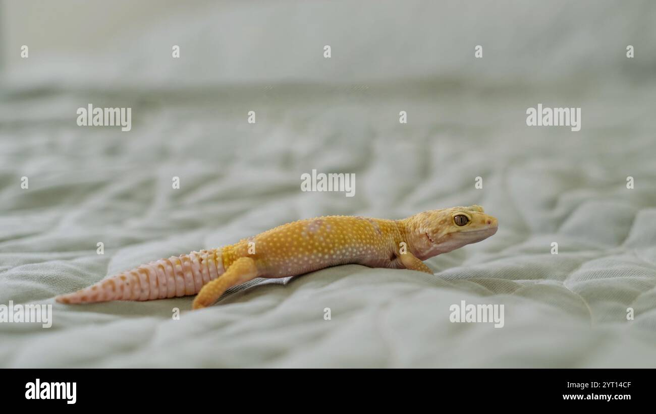 A yellow gecko moves gracefully on a quilted surface, blending ...