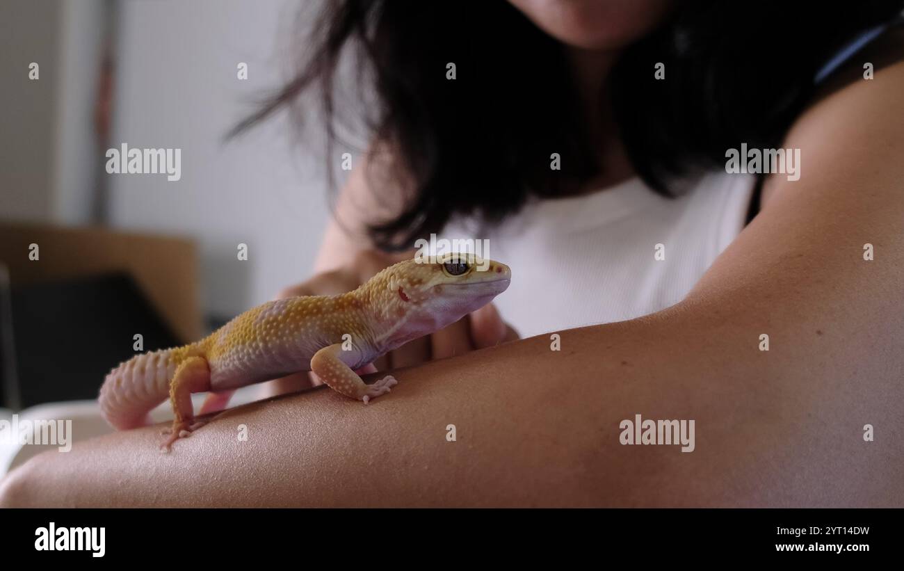woman carefully strokes a yellow gecko held in her palms. It reflects ...