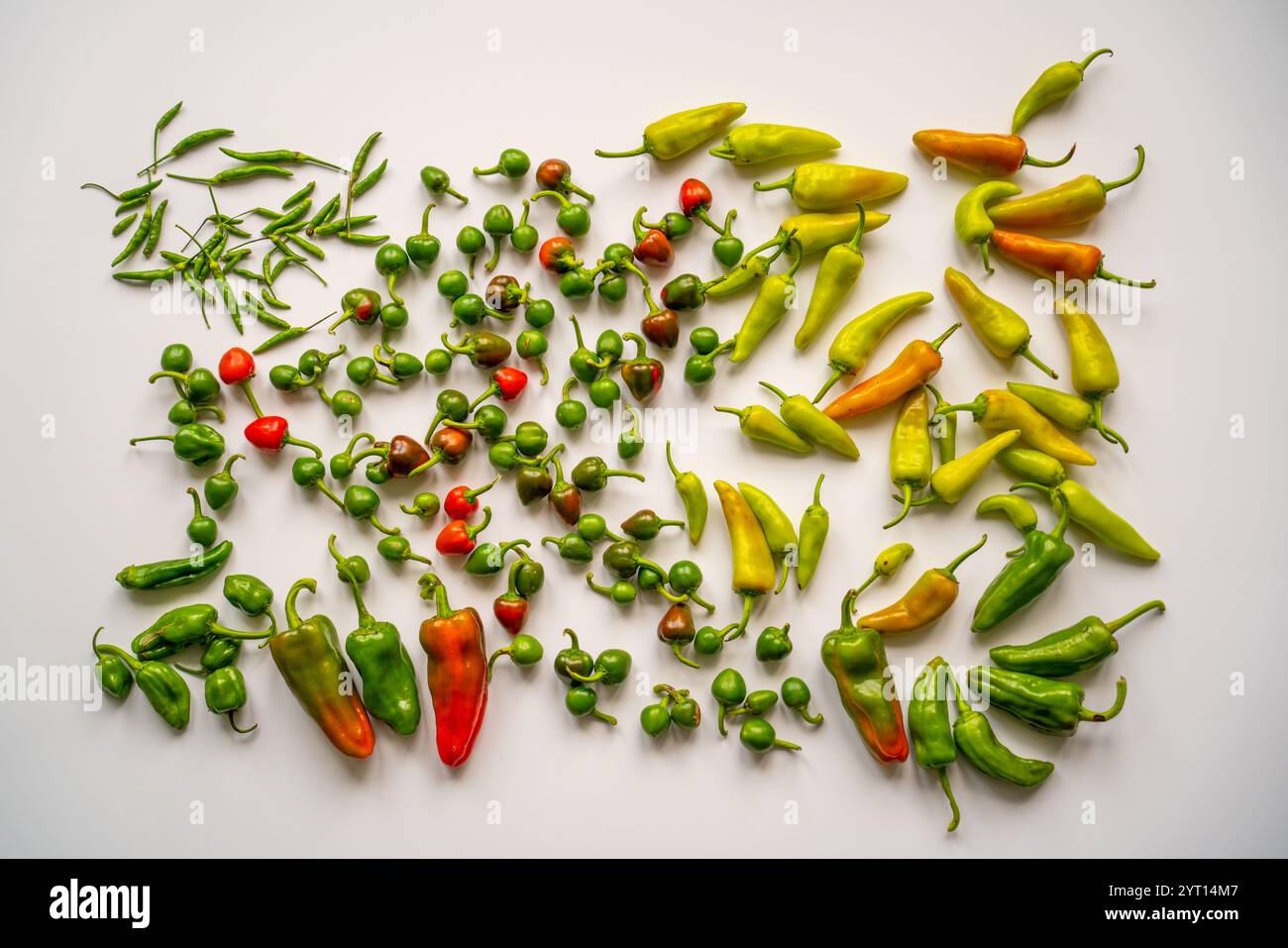 Collection of various kinds of peppers Stock Photo - Alamy