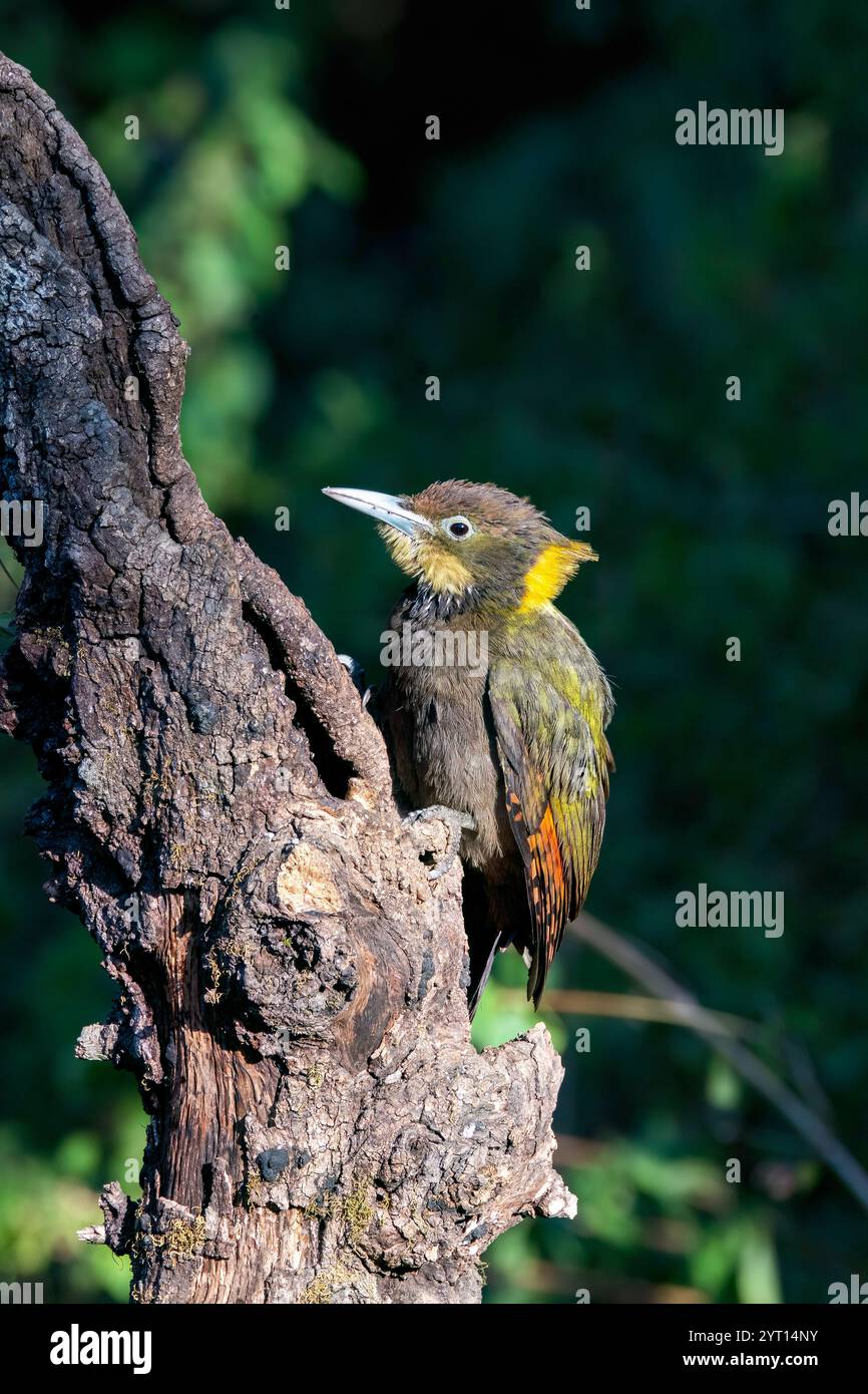 Termite feeding bird hi-res stock photography and images - Alamy
