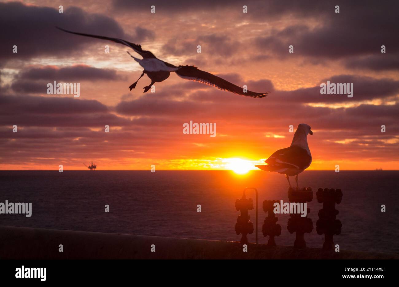 Oil Rigs and Seagulls, North Sea, Forties Field Stock Photo - Alamy