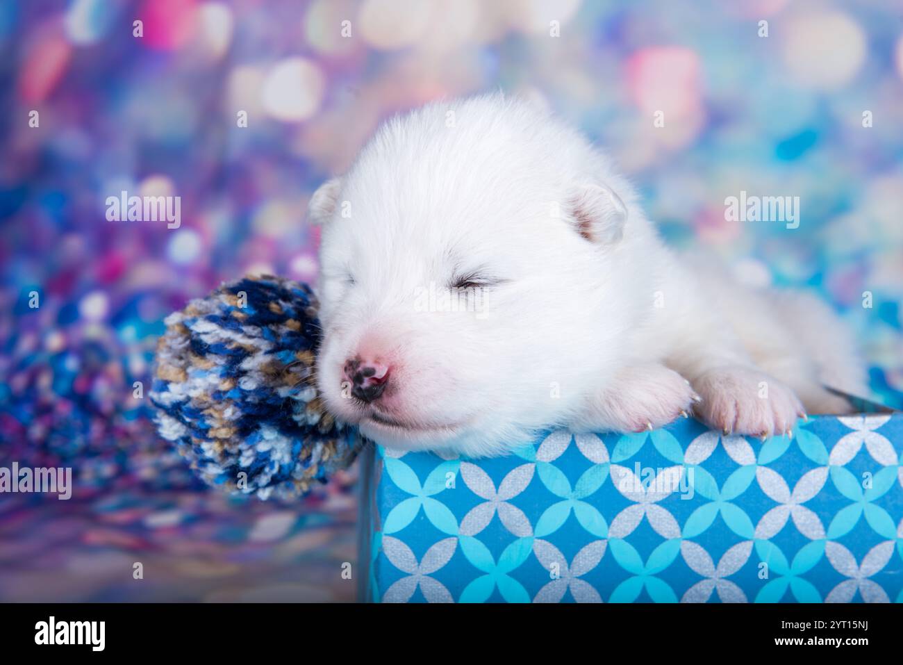 White small Samoyed puppy dog in a gift box in front of blue background ...
