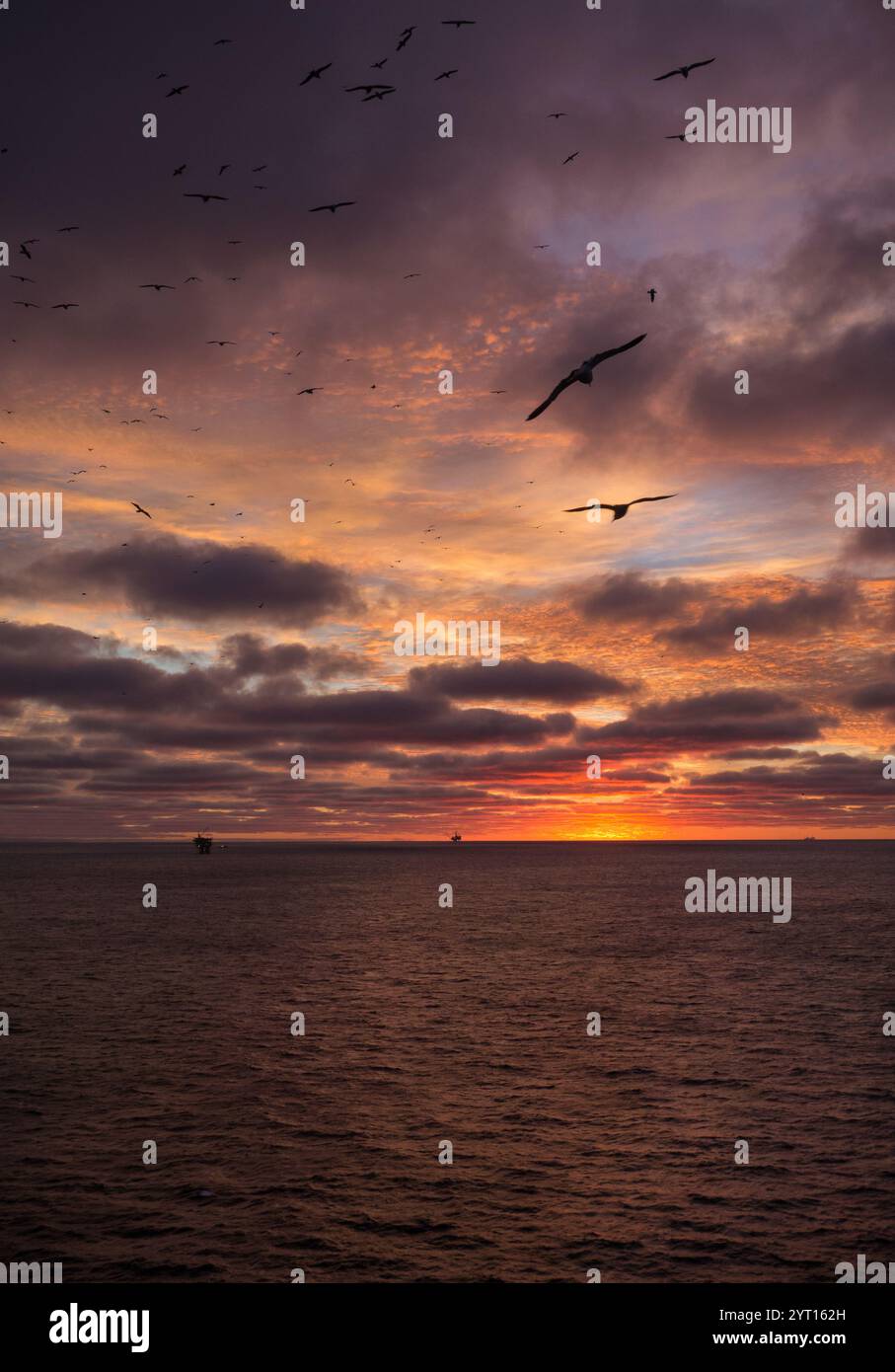 Birds at sea Stock Photo - Alamy