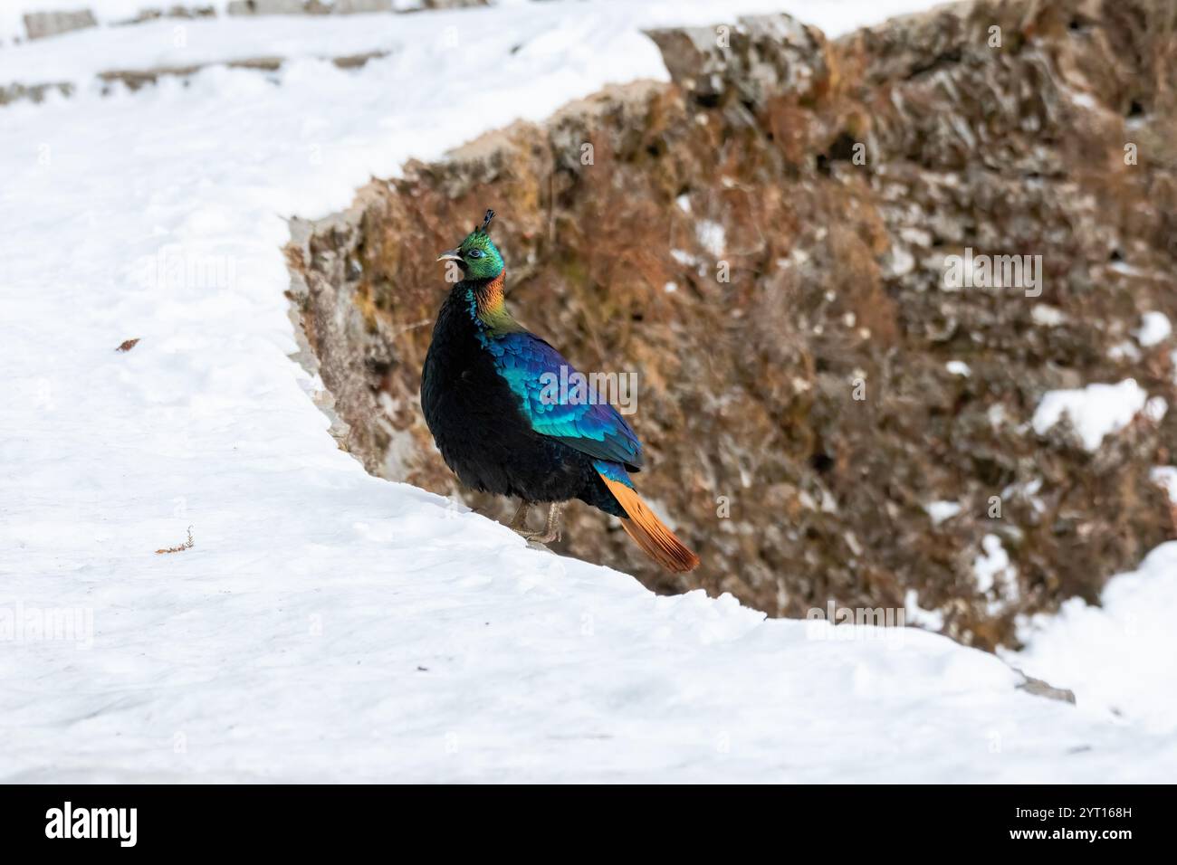 A Himalayan Monal walking on the snow in the mountains of Chopta on the ...