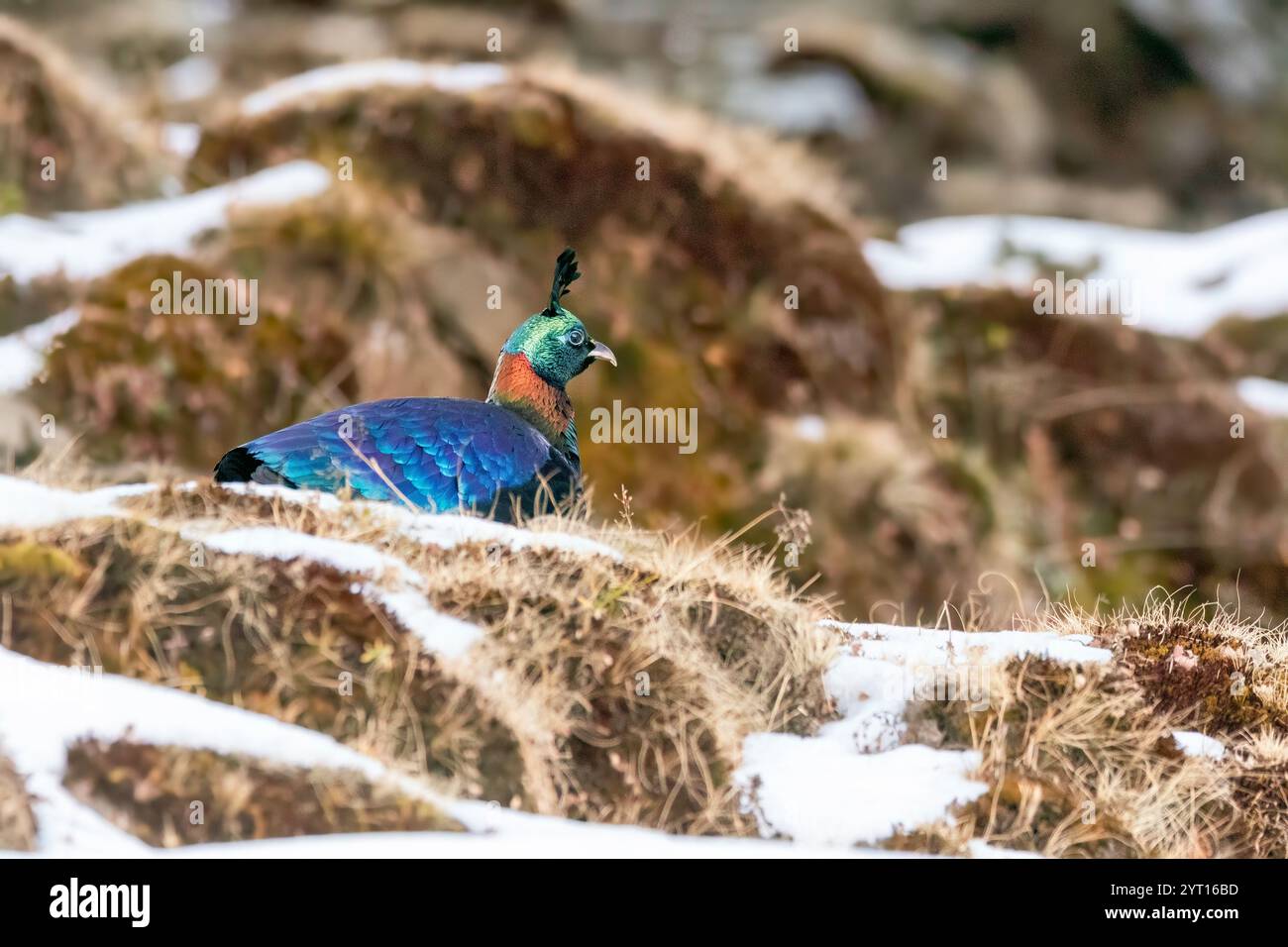A Himalayan Monal walking on the snow in the mountains of Chopta on the ...