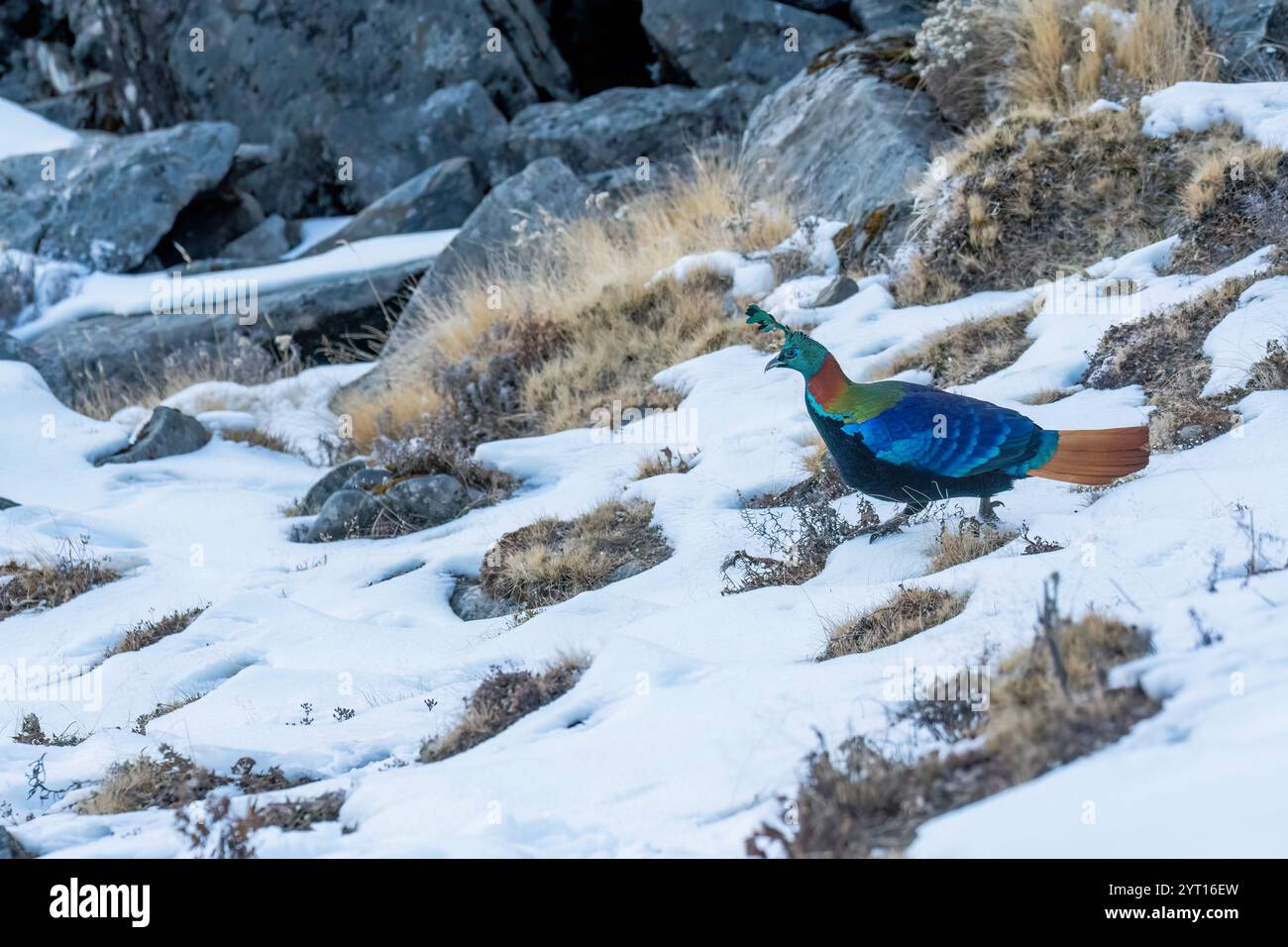 A Himalayan Monal walking on the snow in the mountains of Chopta on the ...
