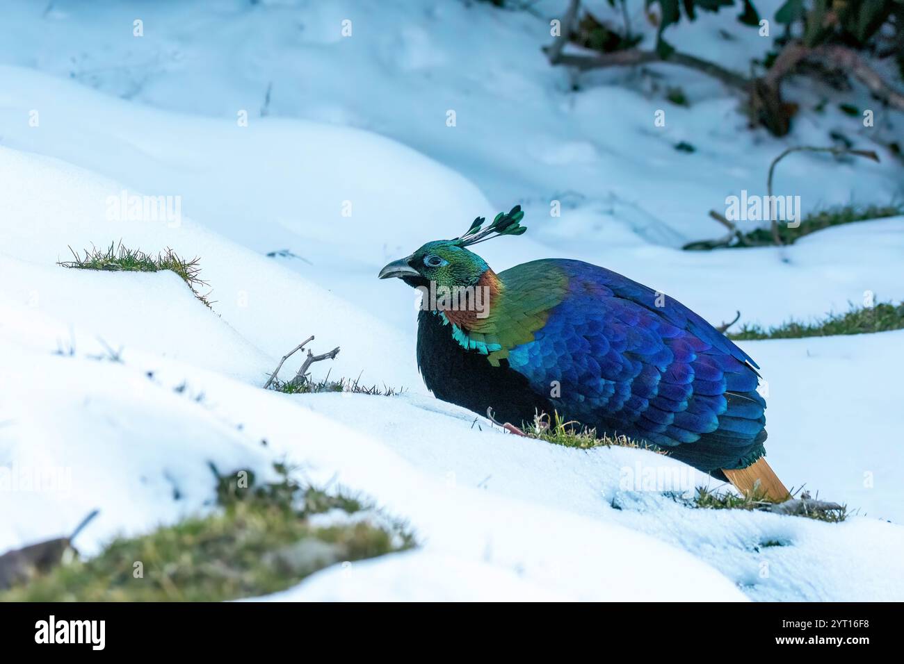 A Himalayan Monal walking on the snow in the mountains of Chopta on the ...
