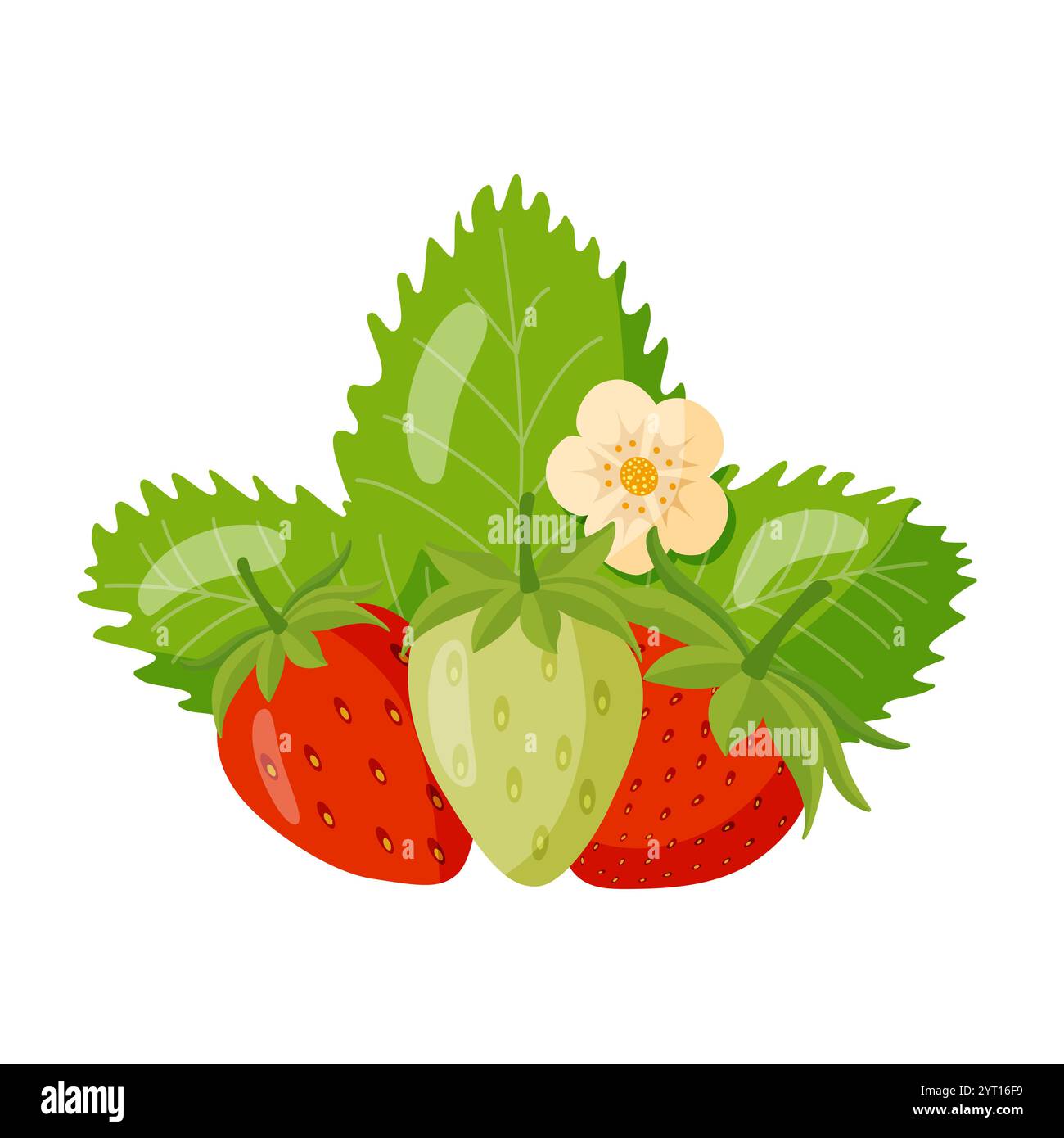 colorful set of ripe strawberries, with flowers and with juicy green ...