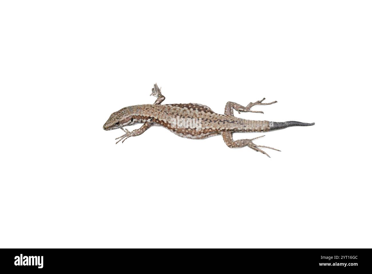 Detailed scale patterns Cut Out Stock Images & Pictures - Alamy