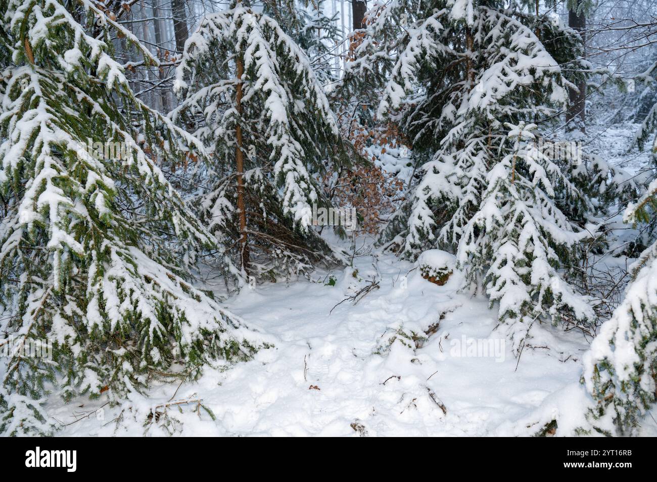 Conifer trees in a forest with lots of snow Stock Photo - Alamy