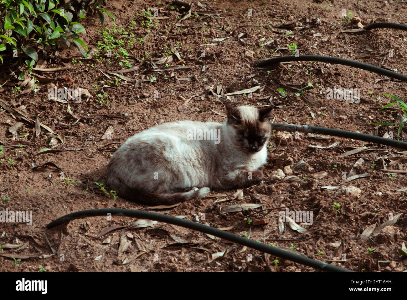 An outdoor cat is sunning itself on the empty garden soil, enjoying the ...