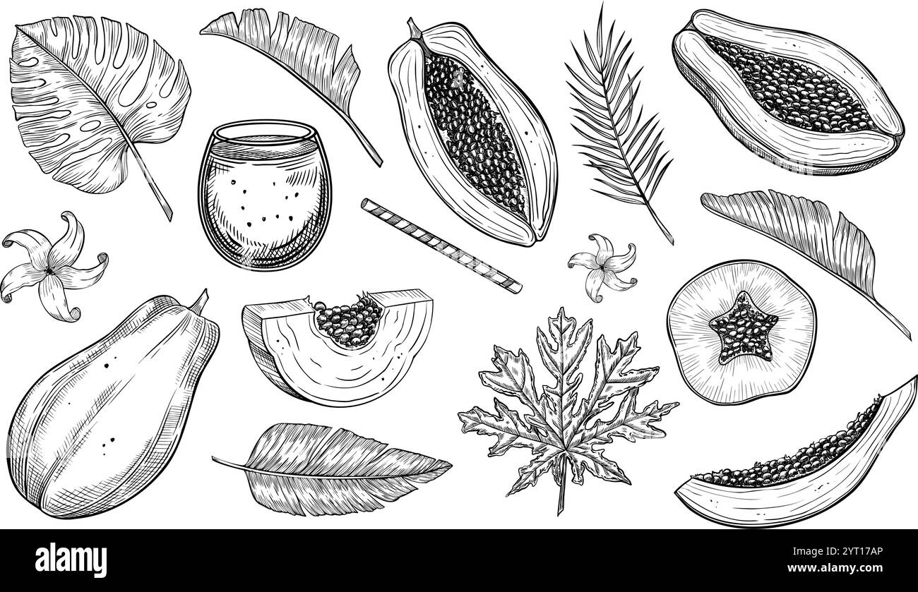 Vector illustration of papaya fruit in a hand-drawn style. Monochrome ...