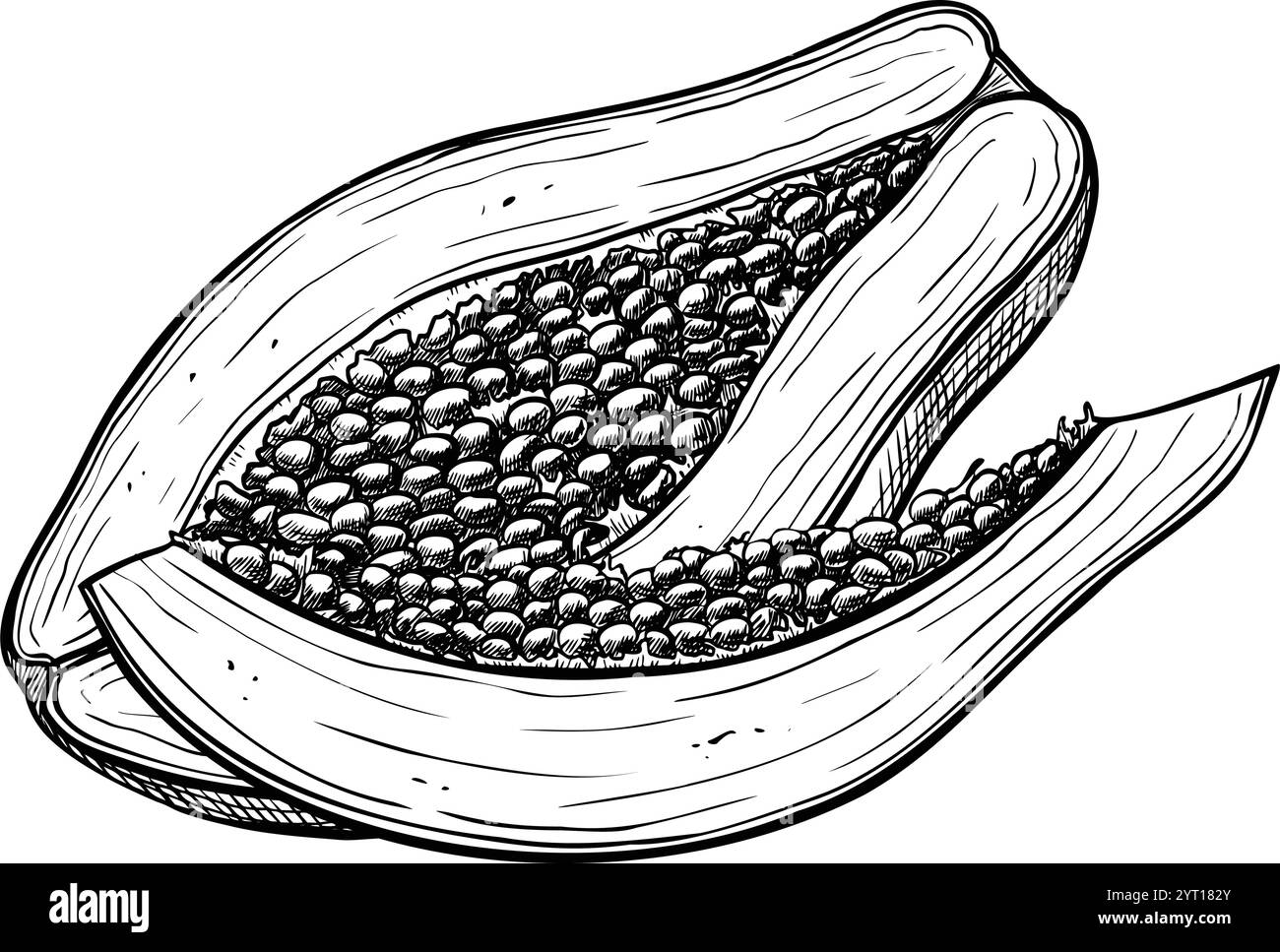Papaya Clipart Drawing