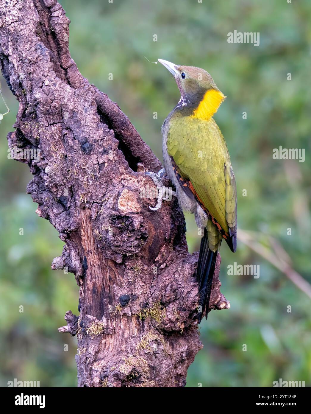 Termite feeding bird hi-res stock photography and images - Alamy