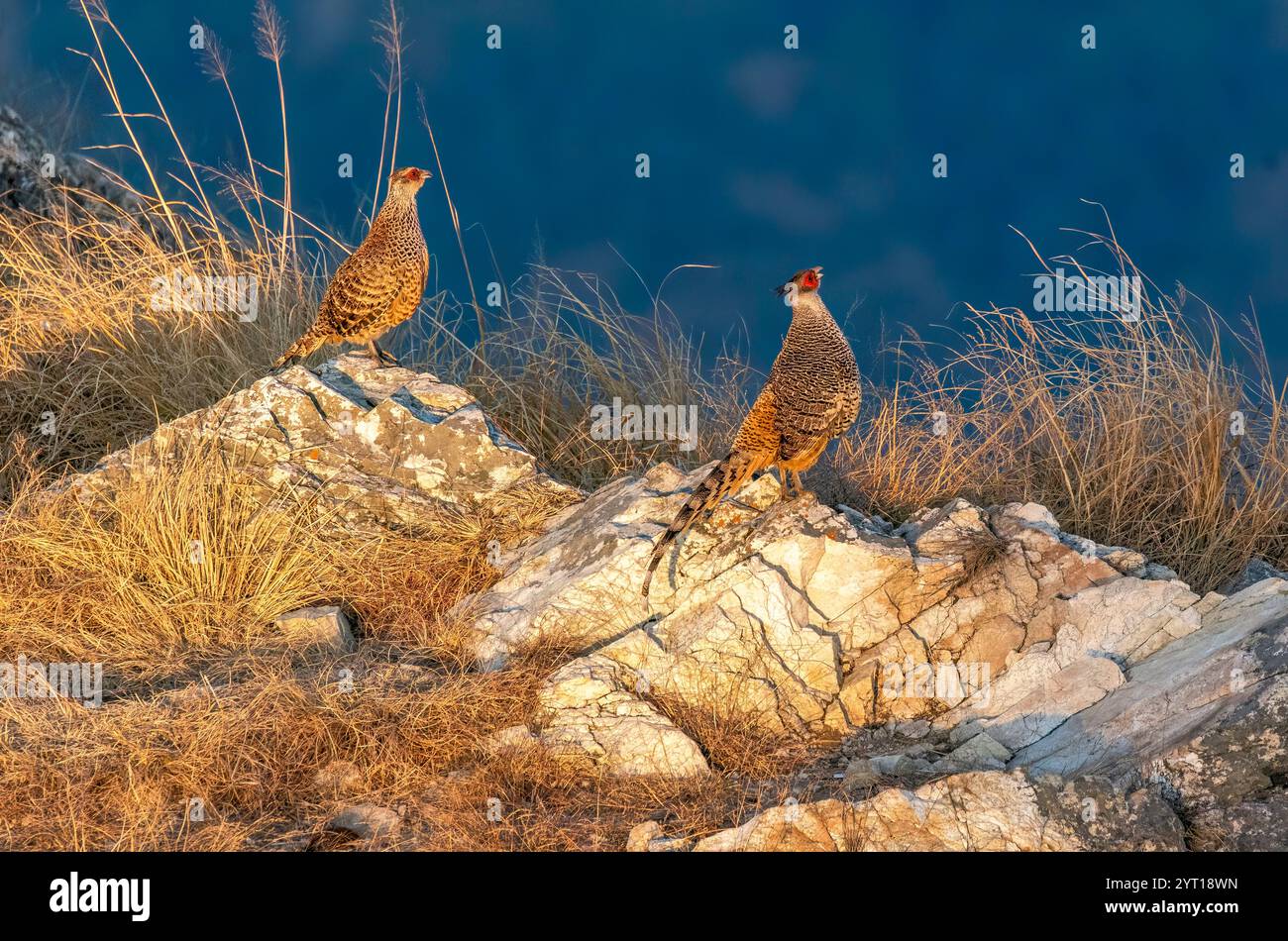 A Cheer Phesant perched on top of a boulder high up in the mountains of ...