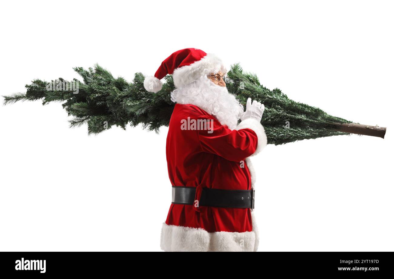 Santa Claus carrying a christmas tree on his shoulder isolated on white ...