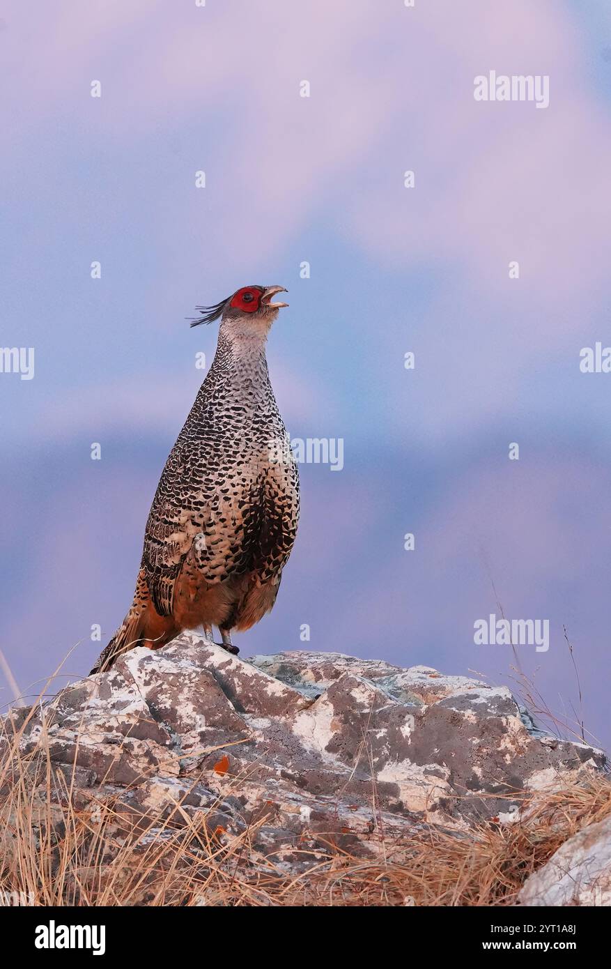 Cheer pheasant hi-res stock photography and images - Alamy