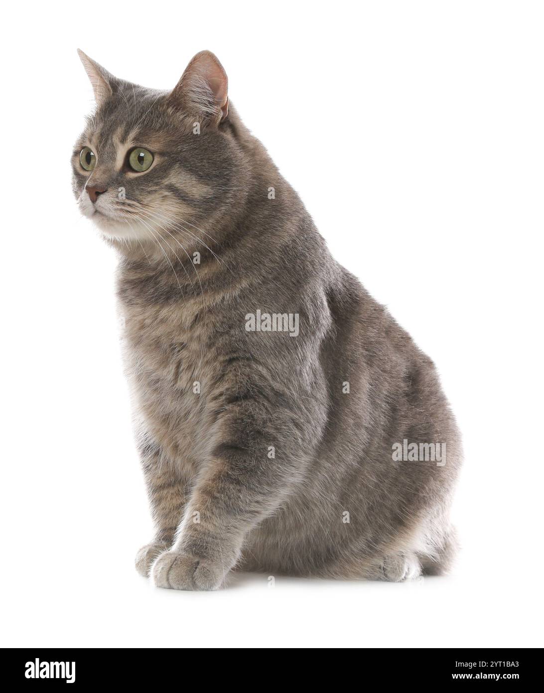 Grey tabby cat on hi-res stock photography and images - Alamy