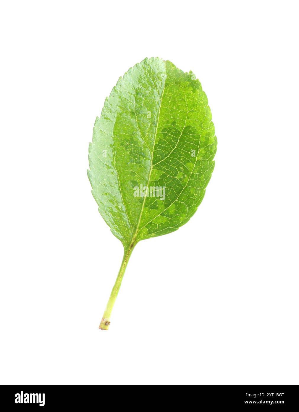 One fresh apple tree leaf isolated on white Stock Photo - Alamy