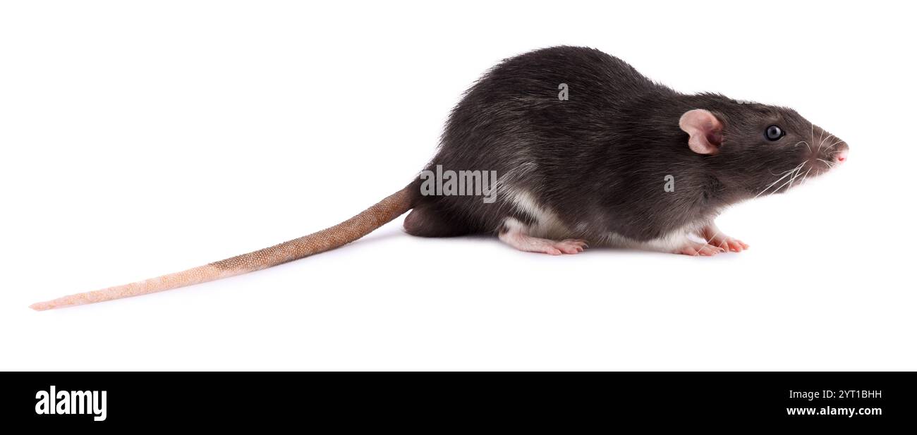 One rat on white background. Cute rodent Stock Photo - Alamy