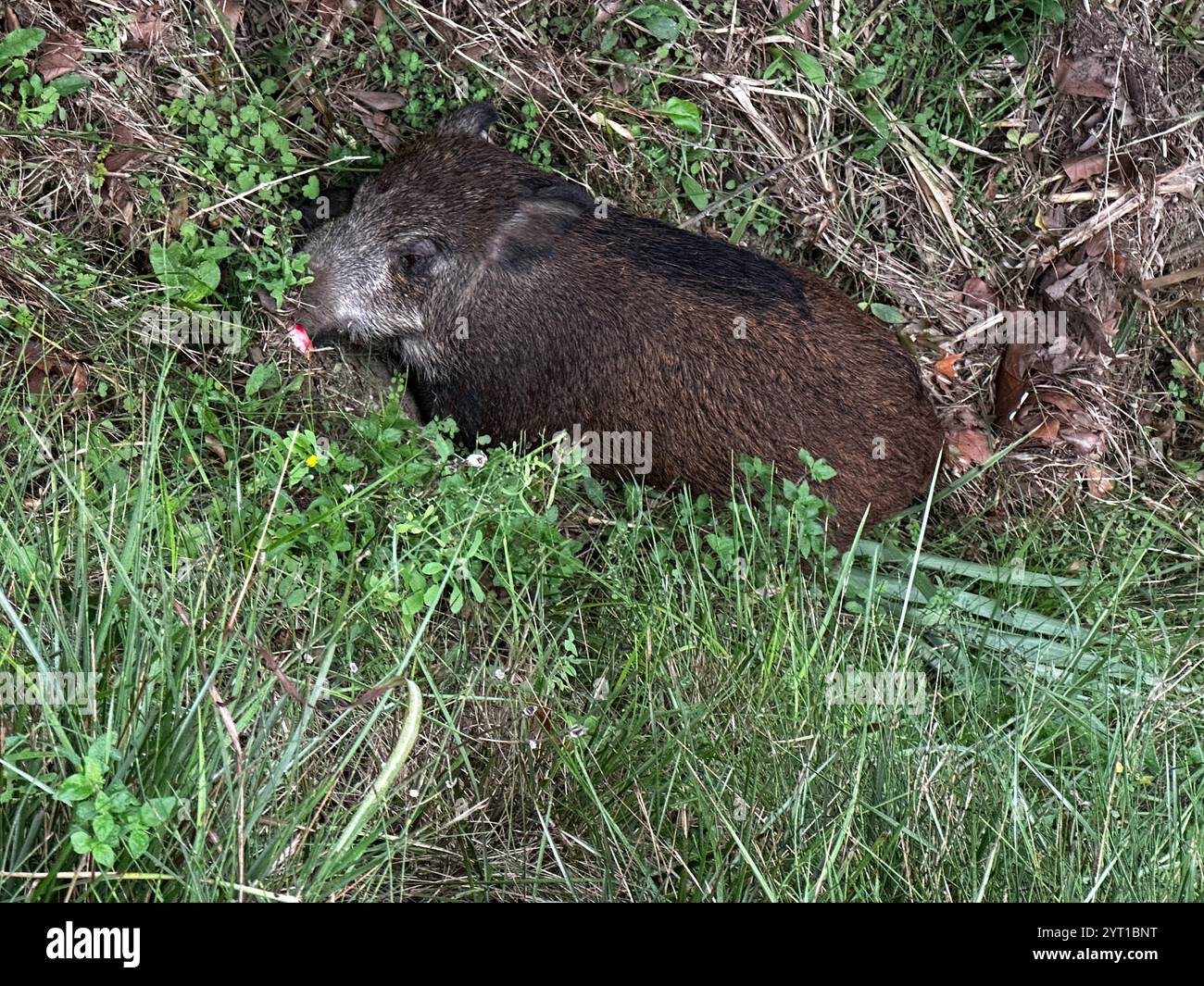 Dead wild boar on the roadside Stock Photo - Alamy