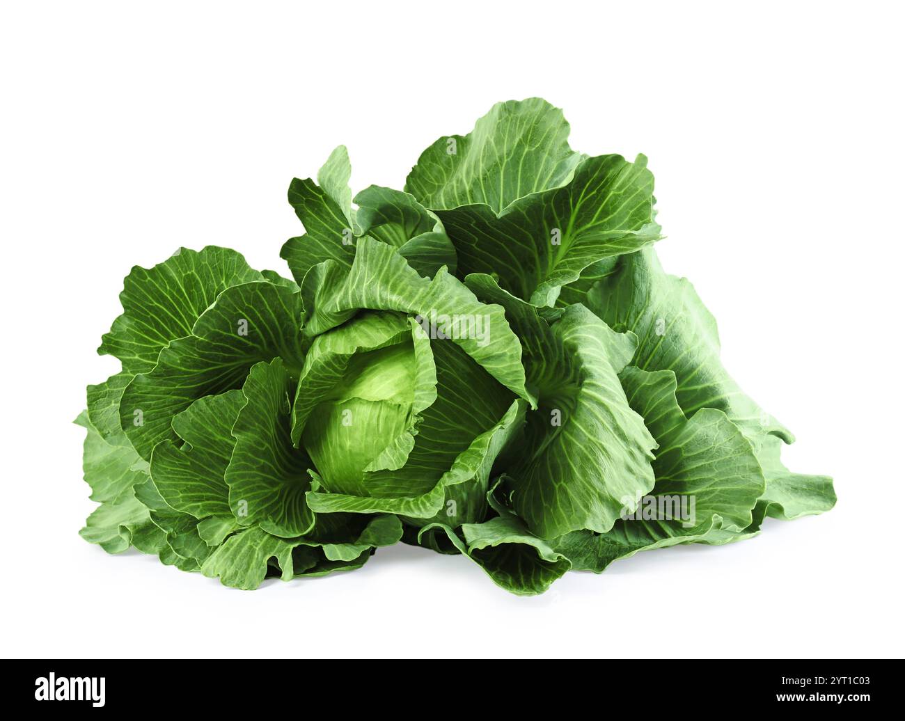 Head early cabbage on Cut Out Stock Images & Pictures - Alamy