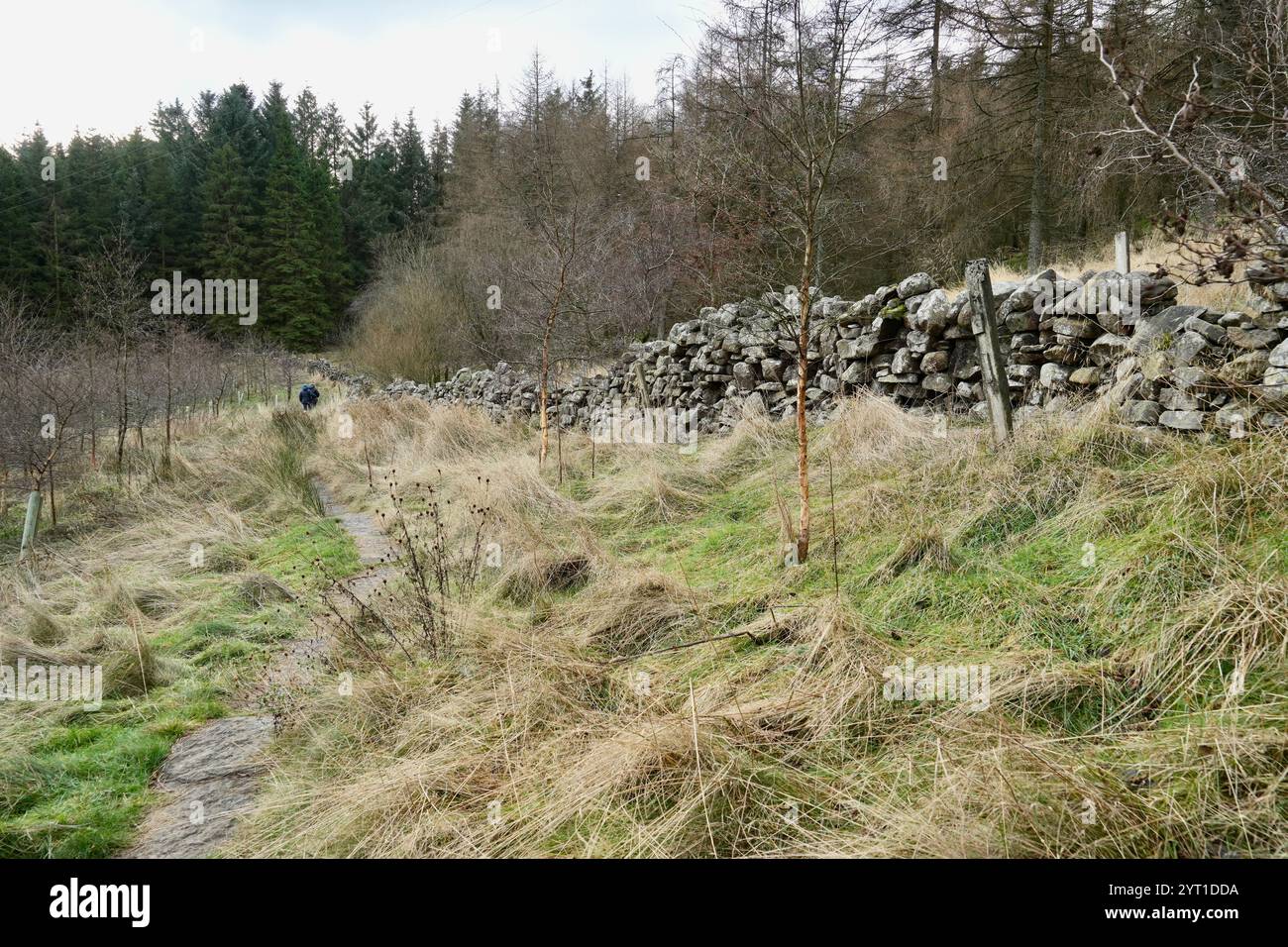 A rural footpath with a stone wall though a wooded area of Yorkshire ...