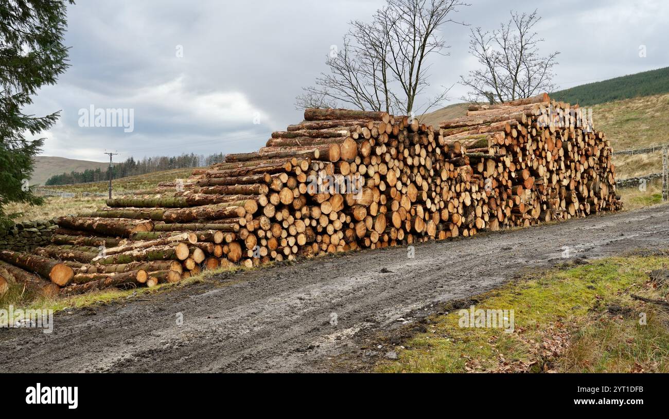 Deforestation industry tree log piles hi-res stock photography and ...