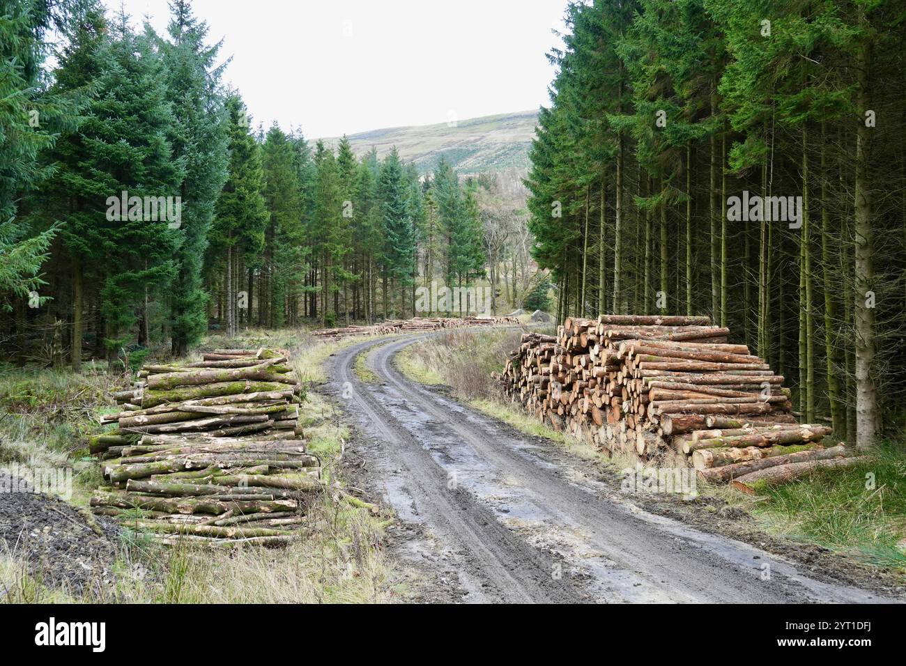 Piles of cut timber on the side of a forest track in West Yorkshire ...