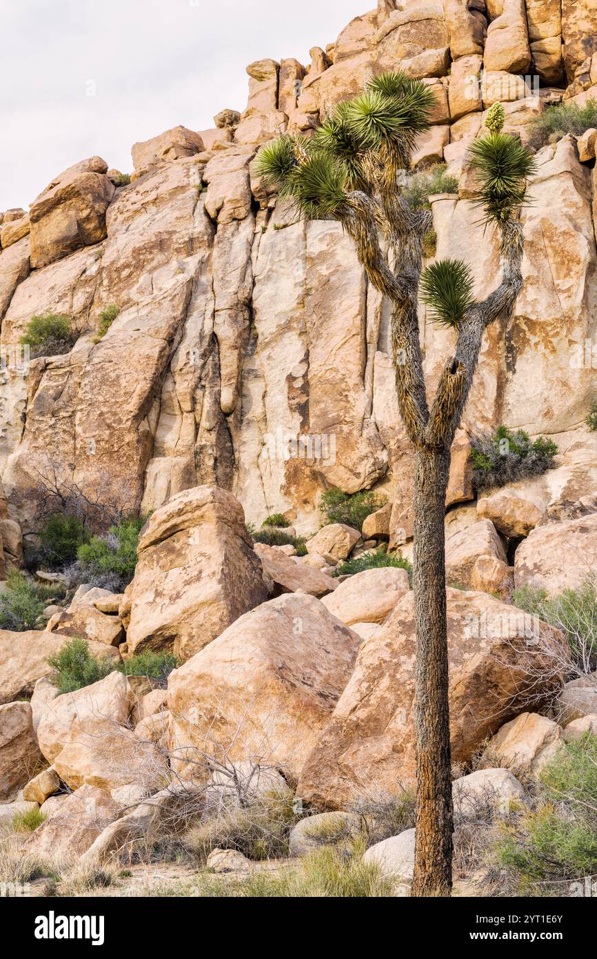 Tall Joshua Tree in front of sandstone cliffs Stock Photo - Alamy