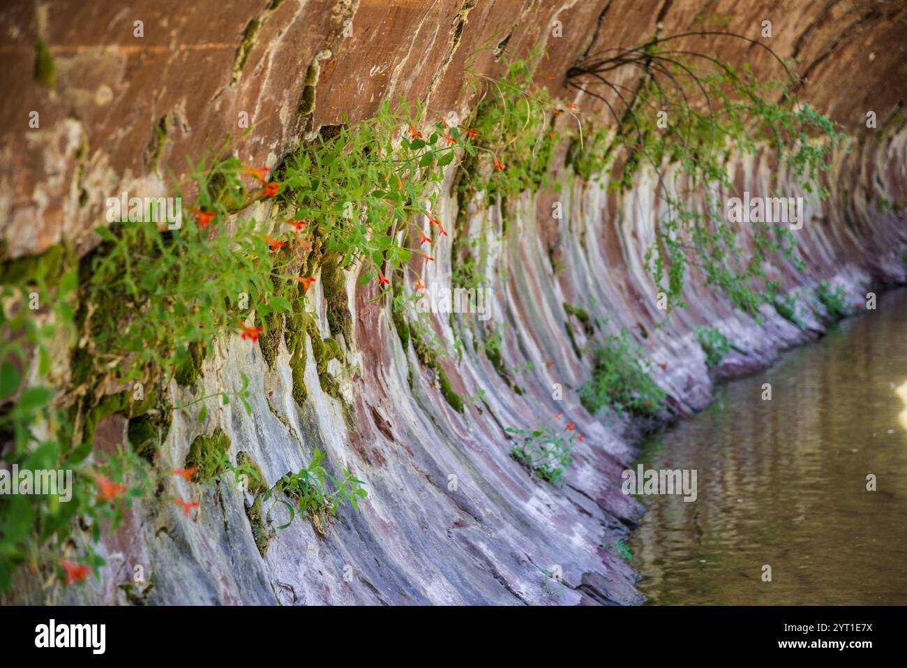 Red Monkeyflower growing along the concave rock wall in the Bowling ...