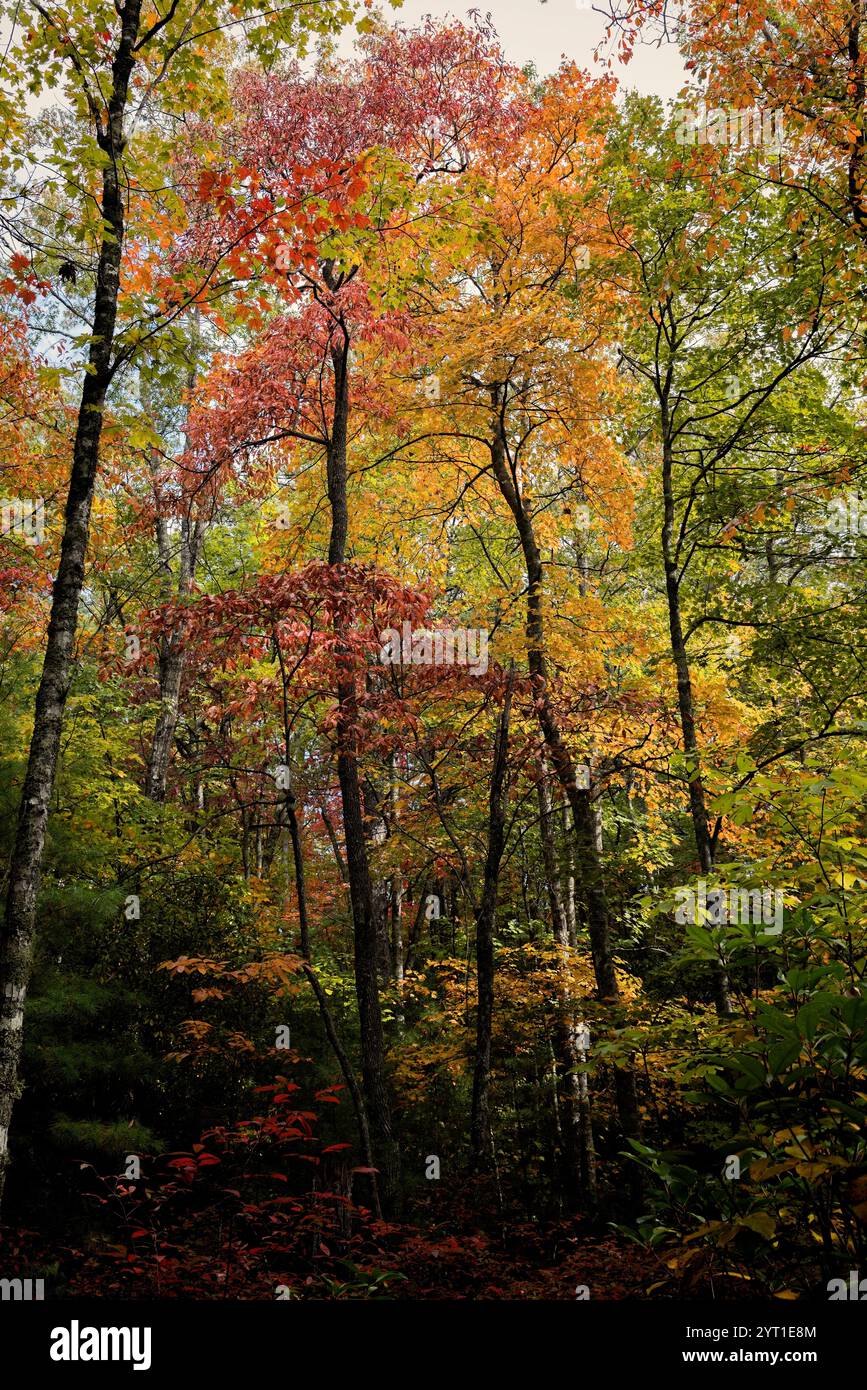 Beautiful Autumn colors in the forest of Rural North Carolina Stock ...
